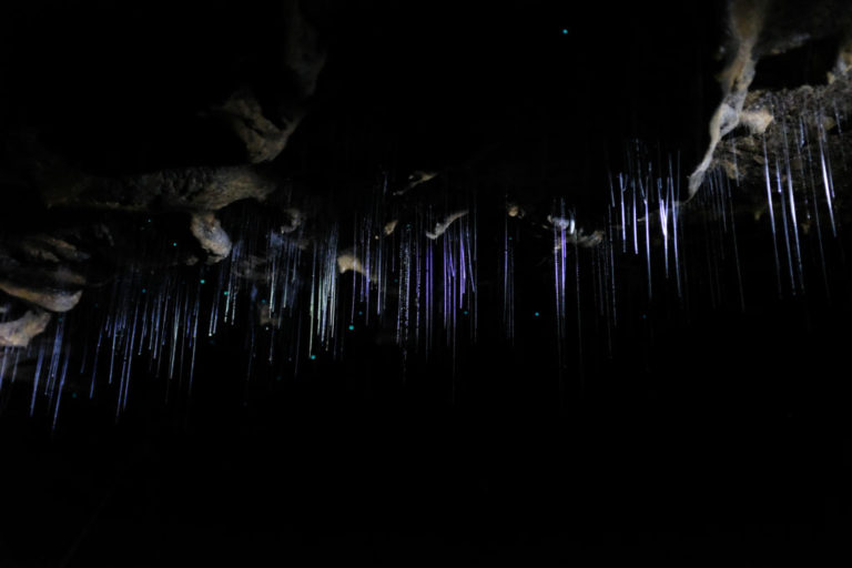 Creating experiences: glowworms lighting caves in New Zealand – Commonplays